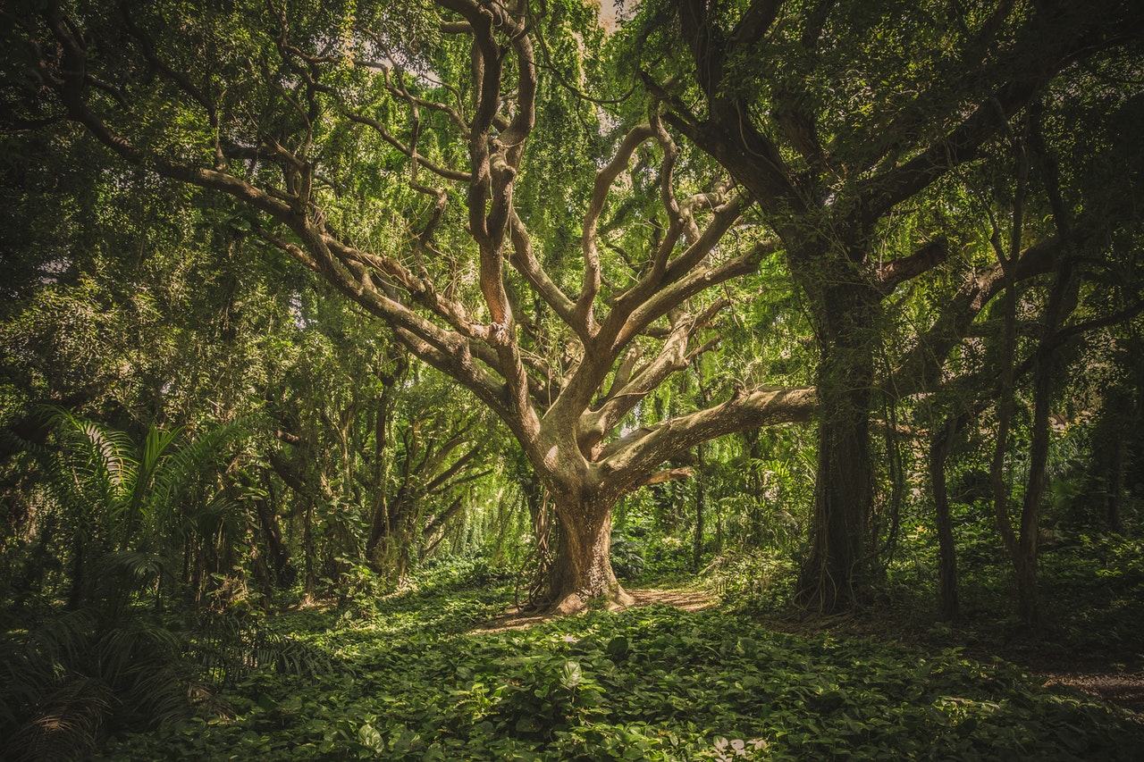 Ensemble: Bagging, Random Forest, Boosting and Stacking Ensemble: Bagging, Random Forest, Boosting and Stacking